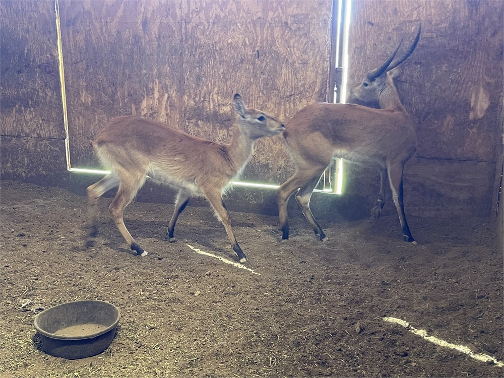 WildLife Buyer, LLC. - 1.1 RED LECHWE
