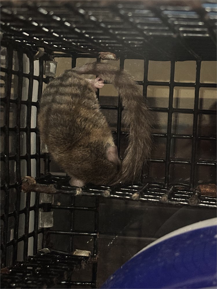 WildLife Buyer, LLC. - 1.2 Micro squirrel