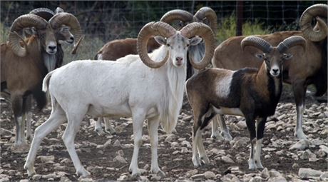 WildLife Buyer, LLC. - 1.0 SNOW URIAL