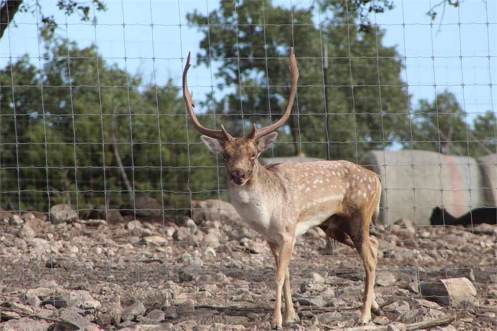 WildLife Buyer, LLC. - 1.0 Fallow Buck