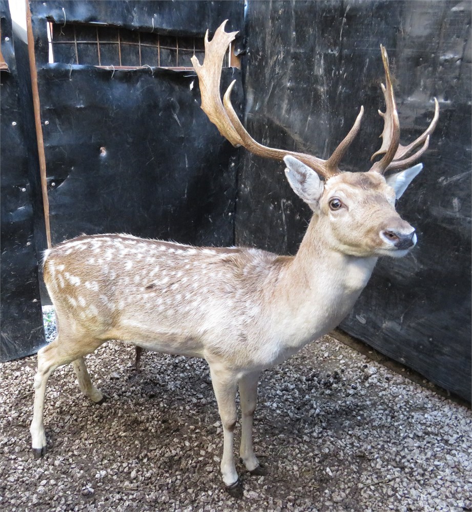 WildLife Buyer, LLC. - 1.0 FALLOW (OKB#6-5) - Ask About Insurance