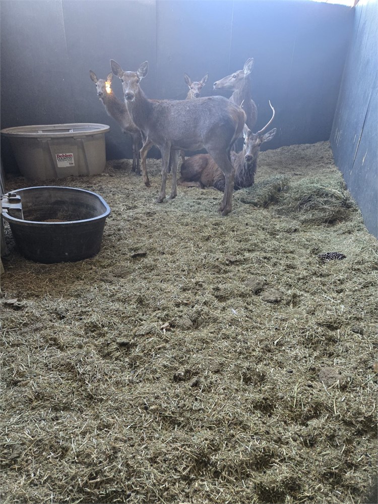 WildLife Buyer, LLC. - 1.4 red deer