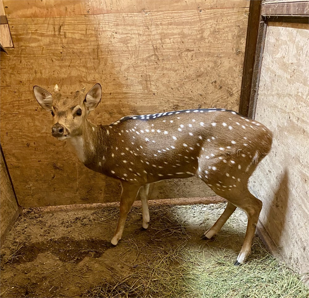 WildLife Buyer, LLC. - 1.1 Axis Doe & Spike *from a 250 acre managed herd*