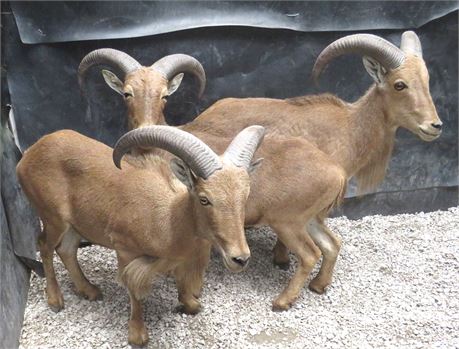 WildLife Buyer, LLC. - 3.0 AOUDAD (NKB#5)