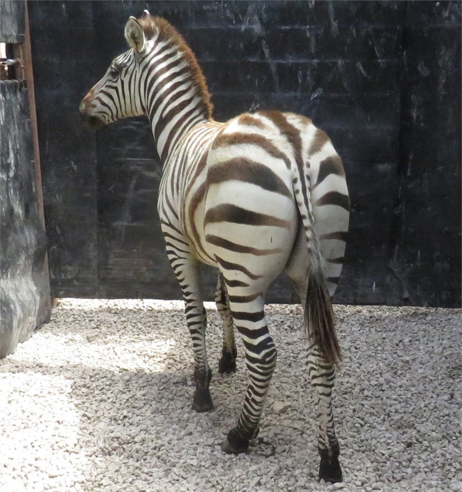 WildLife Buyer, LLC. - 鸞 1.0 ZEBRA (NKB#1)