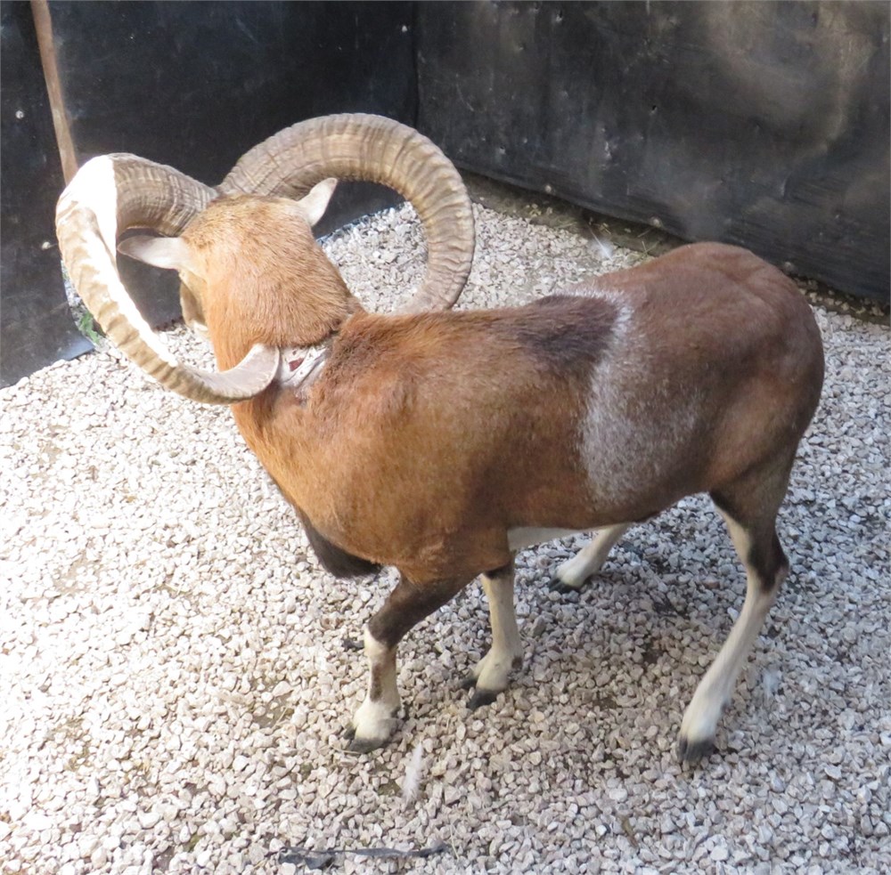 WildLife Buyer, LLC. - 1.0 RED SHEEP (OKB#6-2) PER SELLER 30" ON RIGHT SIDE - Ask About Insurance