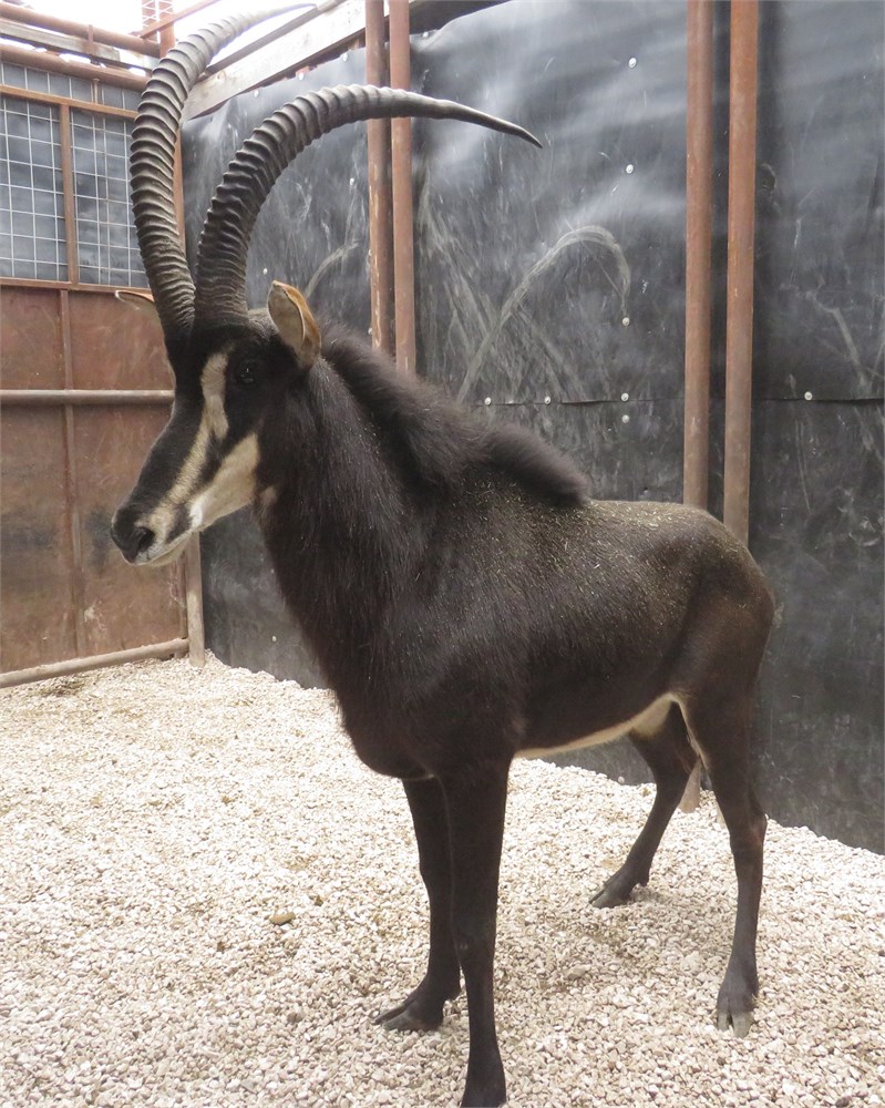 WildLife Buyer, LLC. - 1.0 SABLE (MB#7)