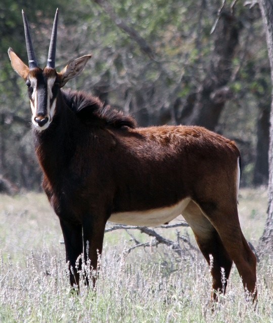 WildLife Buyer, LLC. - SABLE BULL