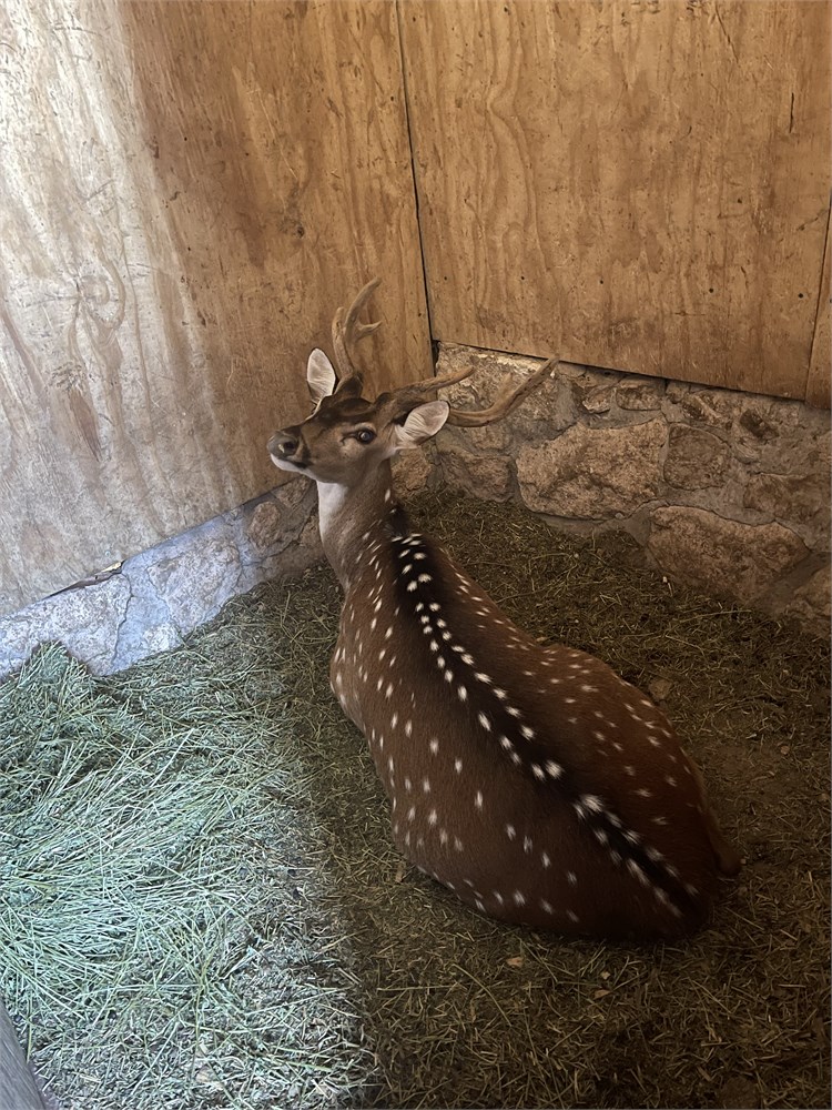 WildLife Buyer, LLC. - Axis buck