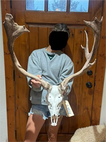 WildLife Buyer, LLC. - nice fallow skull