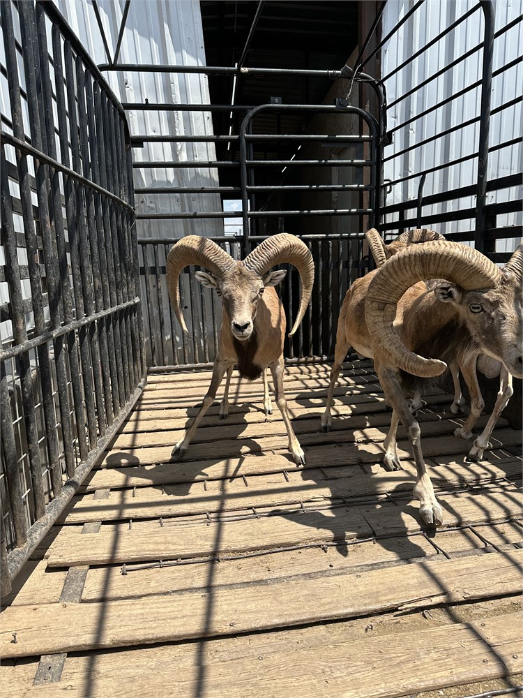 WildLife Buyer, LLC. - Transcaspian Ram