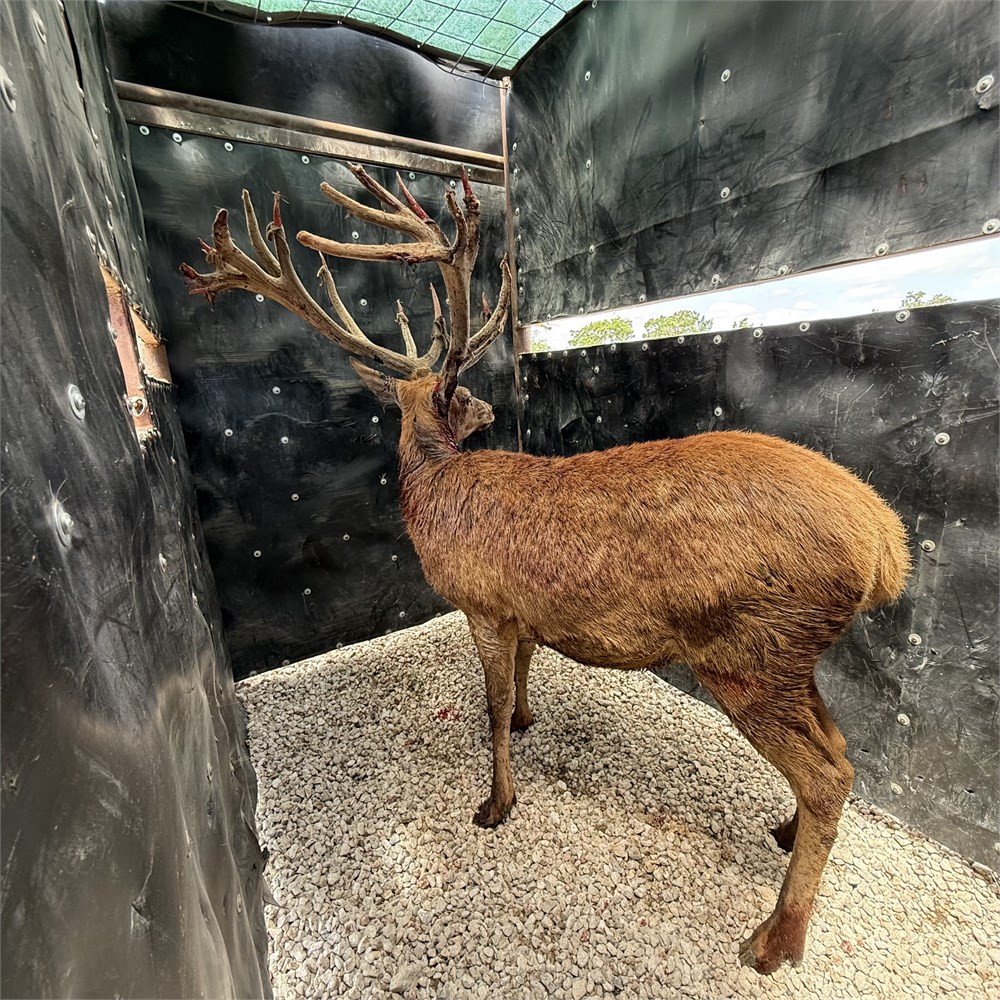 WildLife Buyer, LLC. - 1.0 Huge Stag!! - Ask About Insurance