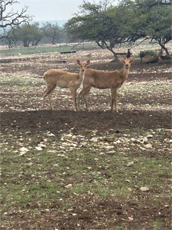 WildLife Buyer, LLC. - Two Barasinga females