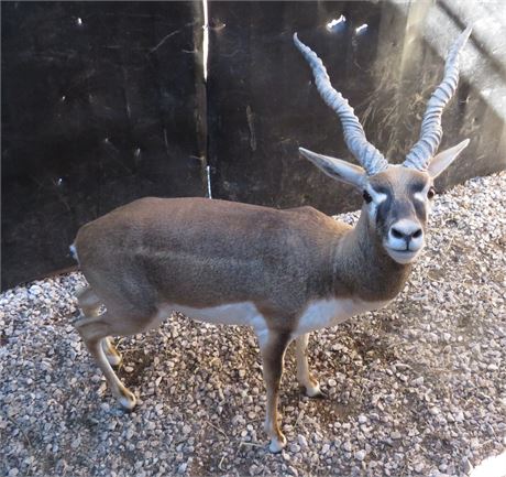 WildLife Buyer, LLC. - 1.0 BLACKBUCK (RB#12) - Ask About Insurance