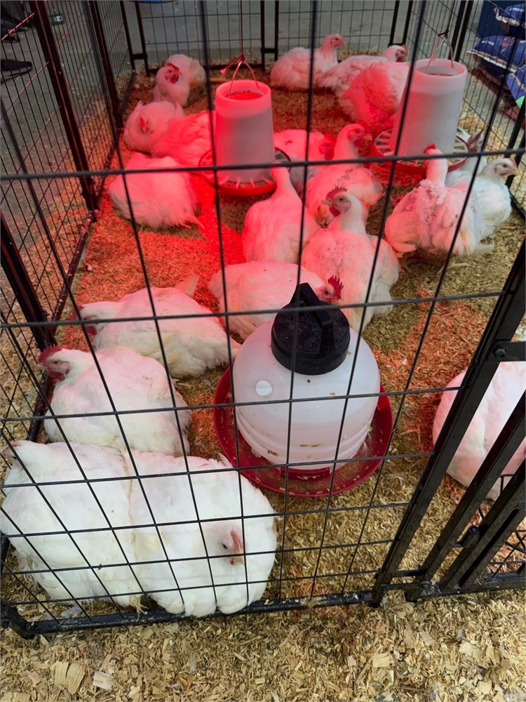 WildLife Buyer, LLC. - Delicious Meat Birds