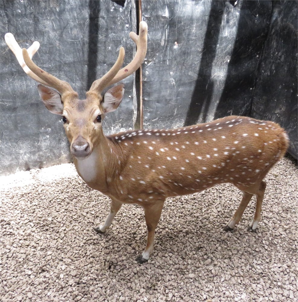 WildLife Buyer, LLC. - 1.0 AXIS (OKB#4-3)