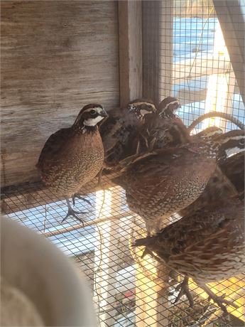 WildLife Buyer, LLC. - 9.0 Butler Bobwhite Quail