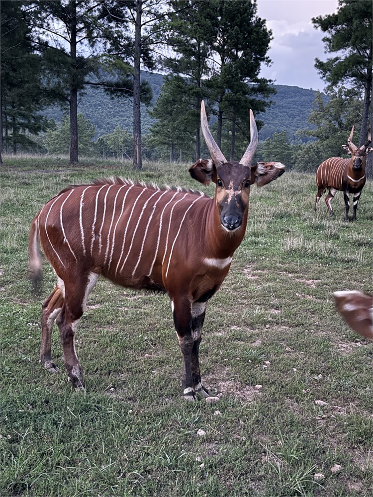 WildLife Buyer, LLC. - Male Bongo
