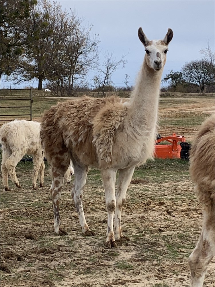 WildLife Buyer, LLC. - 1.1 llamas breeding pair