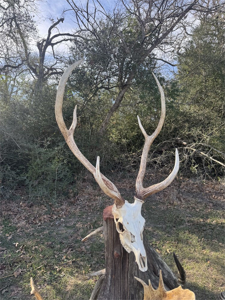 WildLife Buyer, LLC. - Axis/Fallow/BB tree mount
