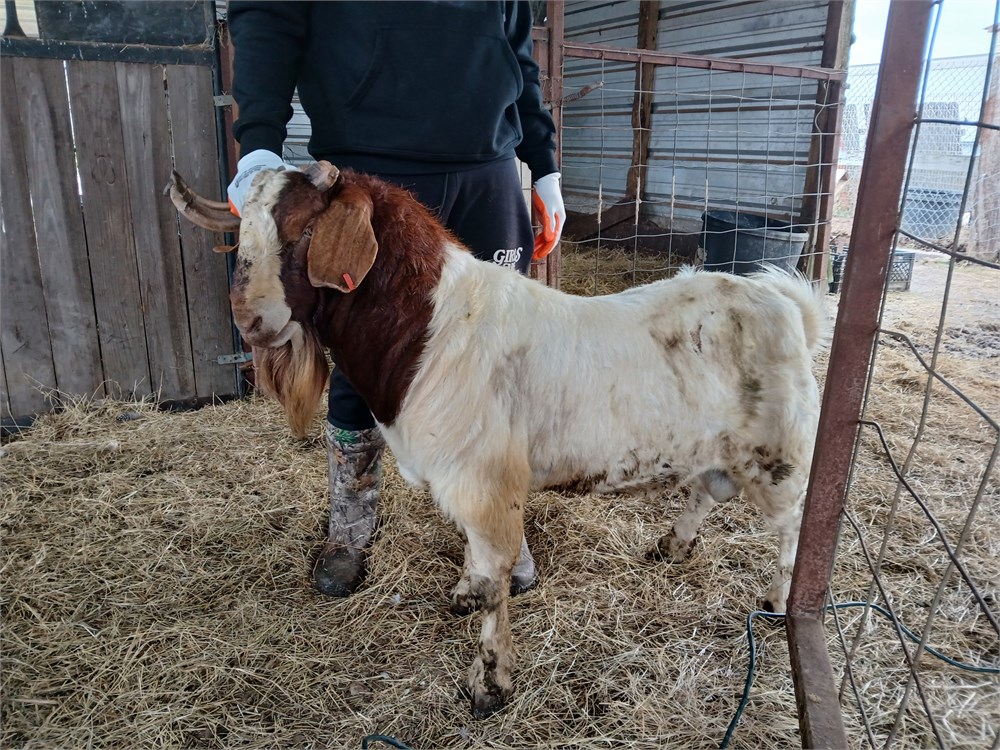 WildLife Buyer, LLC. - Bore goat