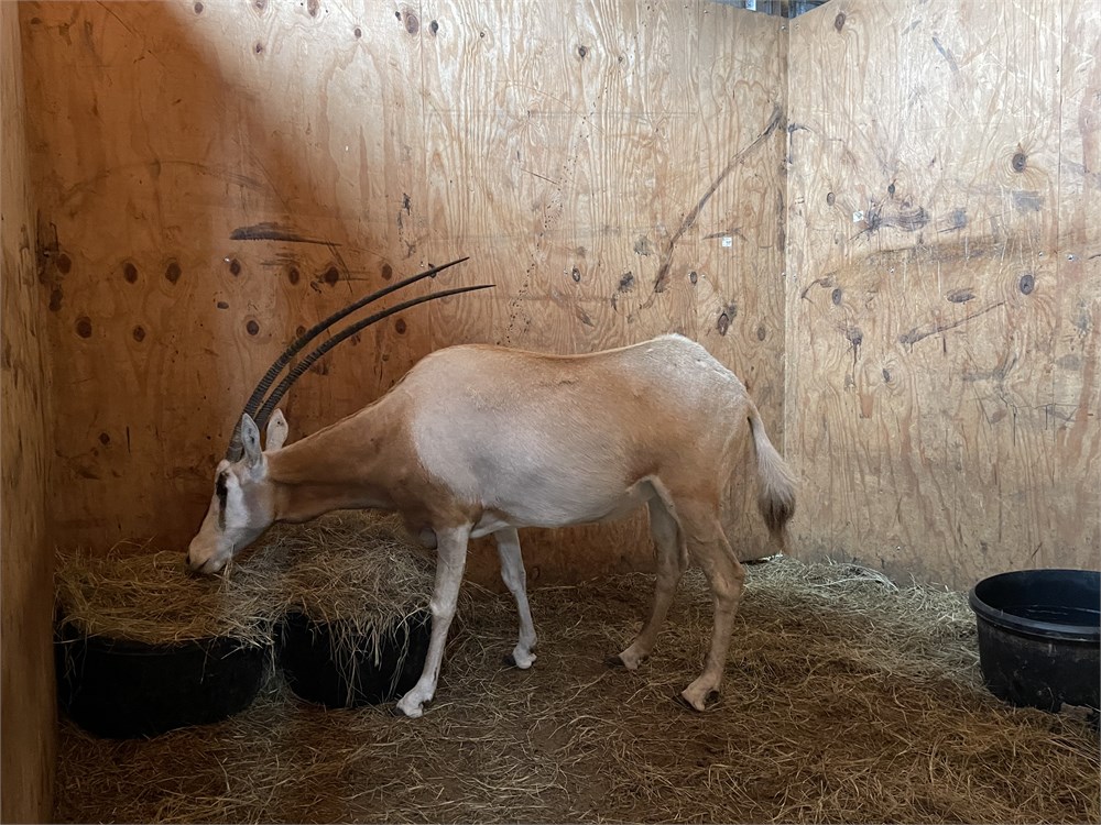 WildLife Buyer, LLC. - 0.1 Oryx Cow