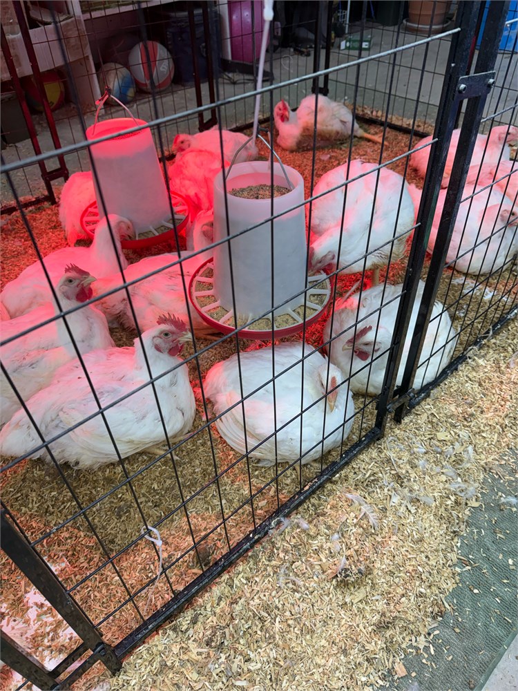 WildLife Buyer, LLC. - Delicious Meat Birds