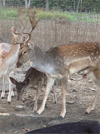 WildLife Buyer, LLC. - 2 Year Old Fallow Buck