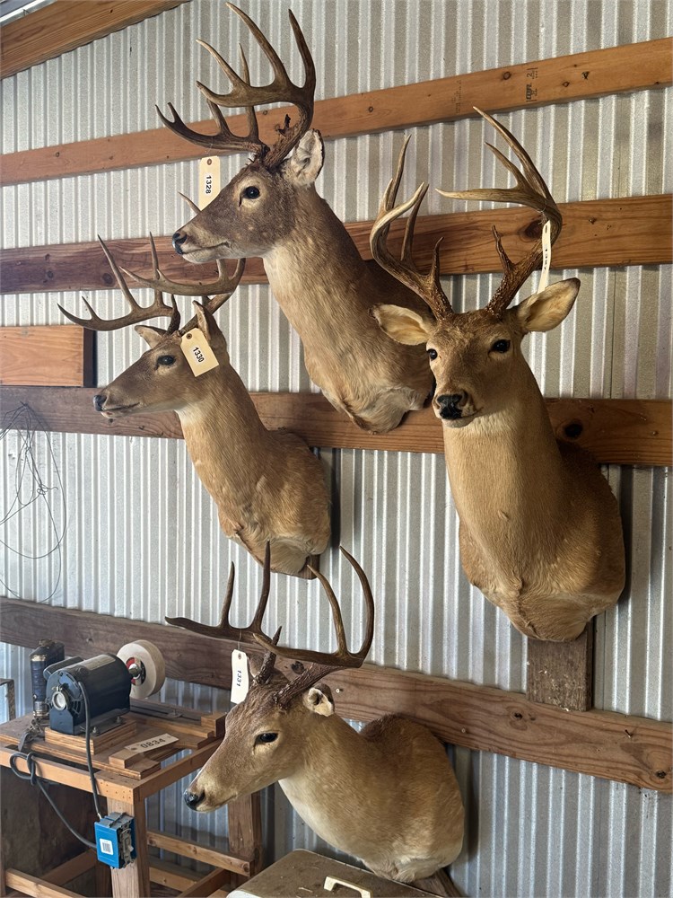 WildLife Buyer, LLC. - 4 whitetail shoulder mounts