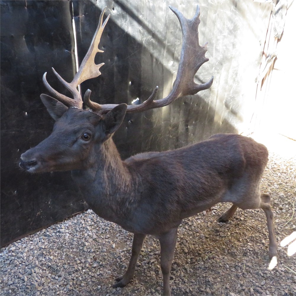 WildLife Buyer, LLC. - 1.0 FALLOW (RB#9) - Ask About Insurance