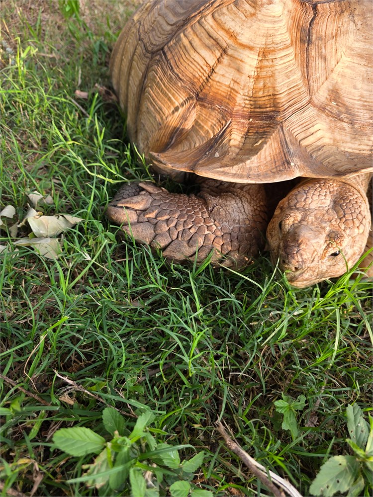 WildLife Buyer, LLC. - Giant Male Sulcata Tortoise