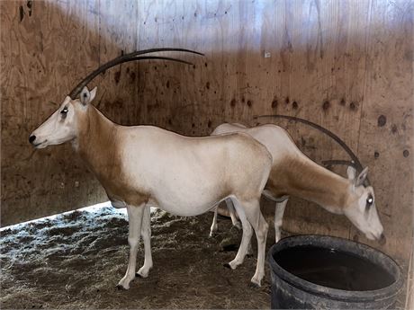WildLife Buyer, LLC. - 0.2 Oryx cows (HEAVY BRED)