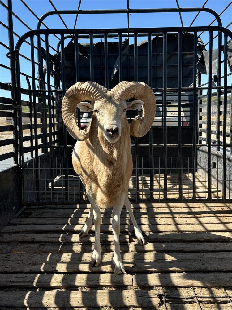 WildLife Buyer, LLC. - Snow Urial
