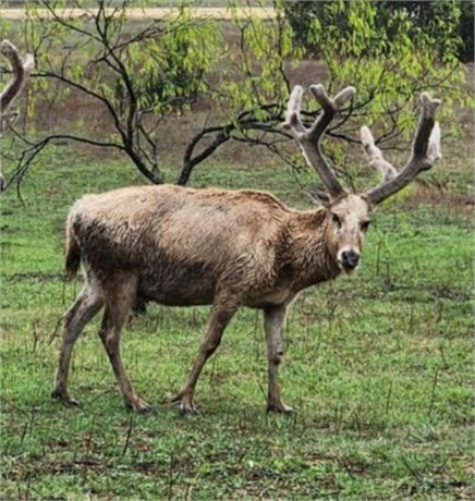 WildLife Buyer, LLC. - PERE DAVID BULL