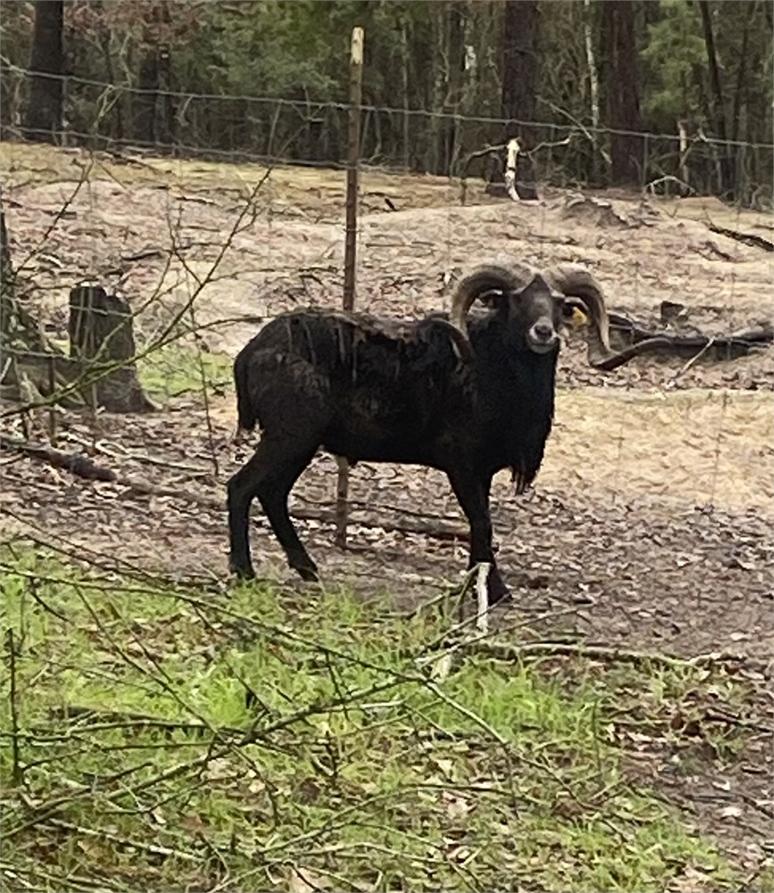 WildLife Buyer, LLC. - 1.0 Midnight Urial