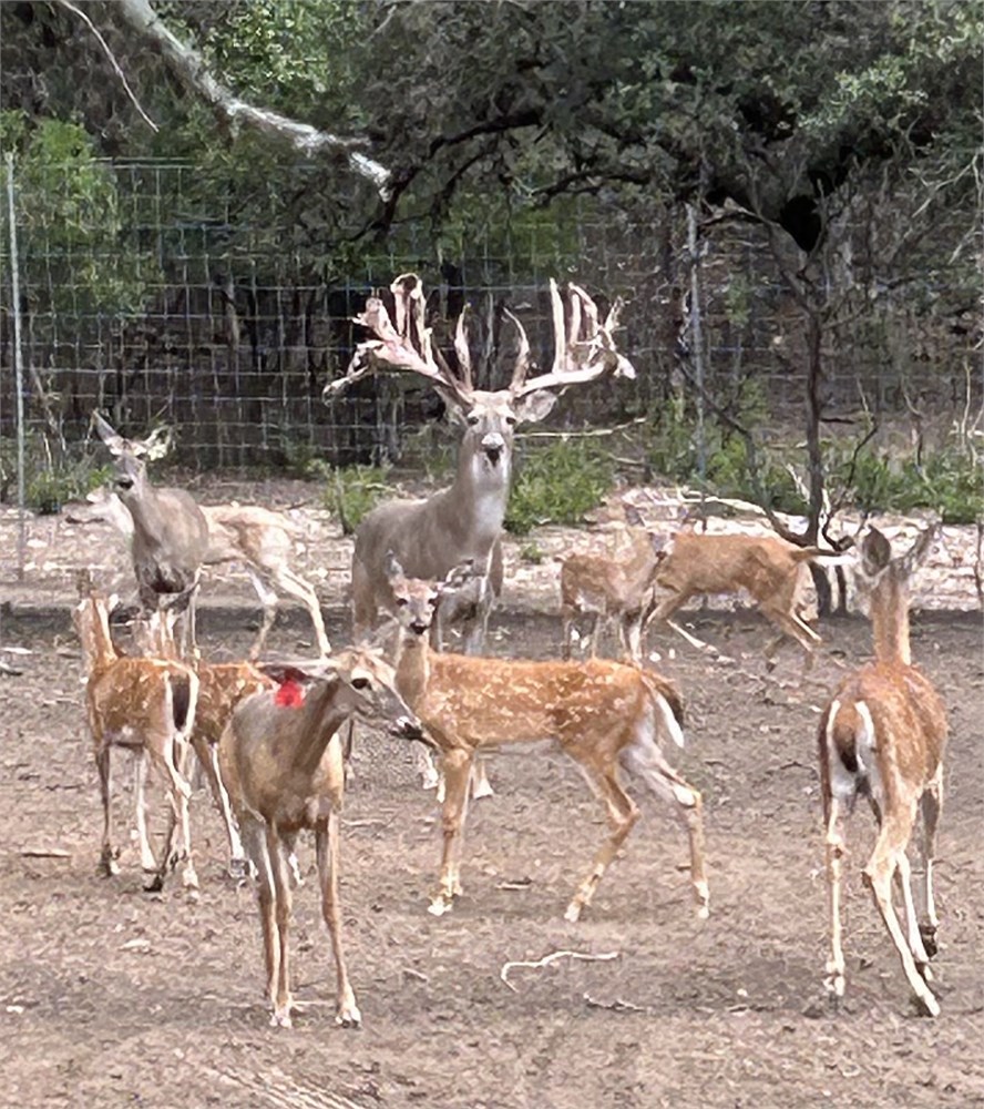 WildLife Buyer, LLC. - Superior Genetics White Tail Deer Doe Fawns