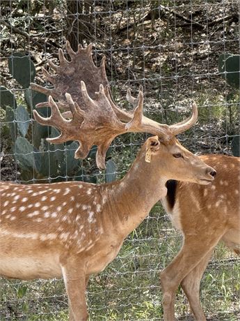 WildLife Buyer, LLC. - REGISTERED FALLOW BUCK - Ask About Insurance