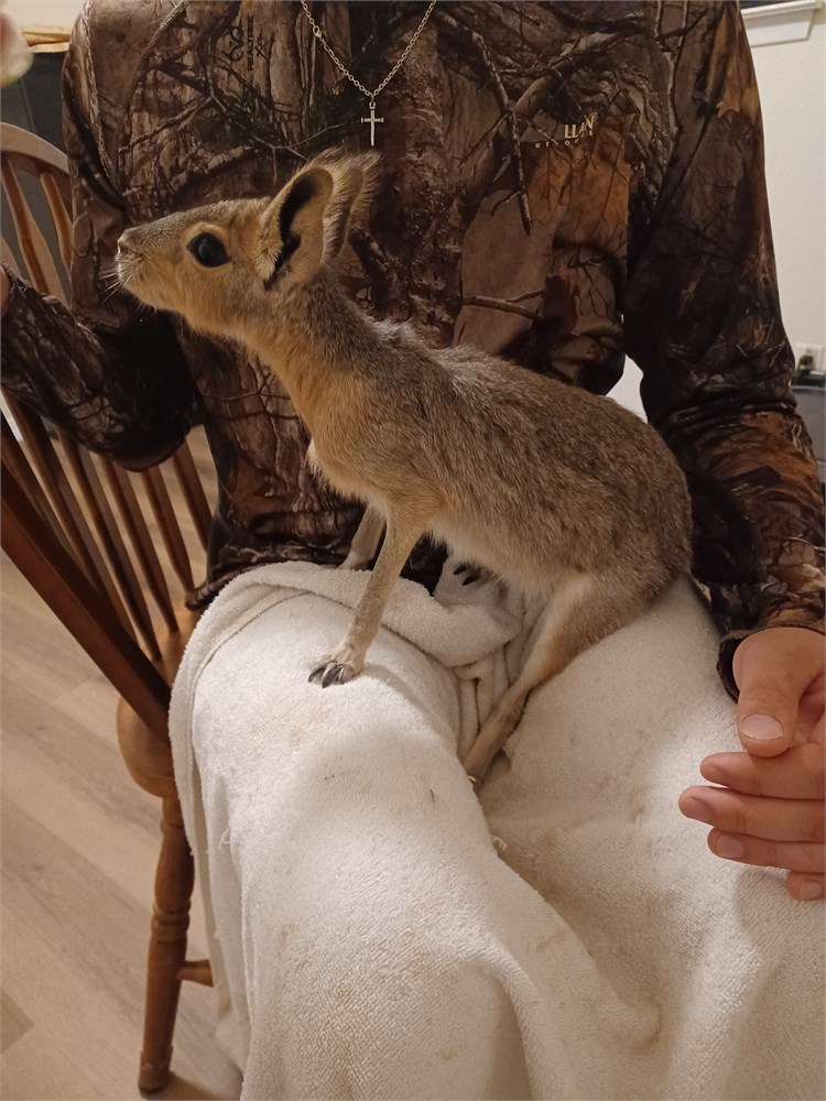 WildLife Buyer, LLC. - 0.1 Patagonia Cavy Bottle Baby