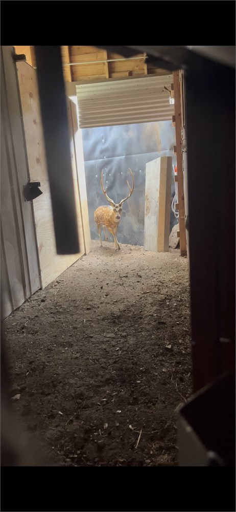 WildLife Buyer, LLC. - 30” axis buck