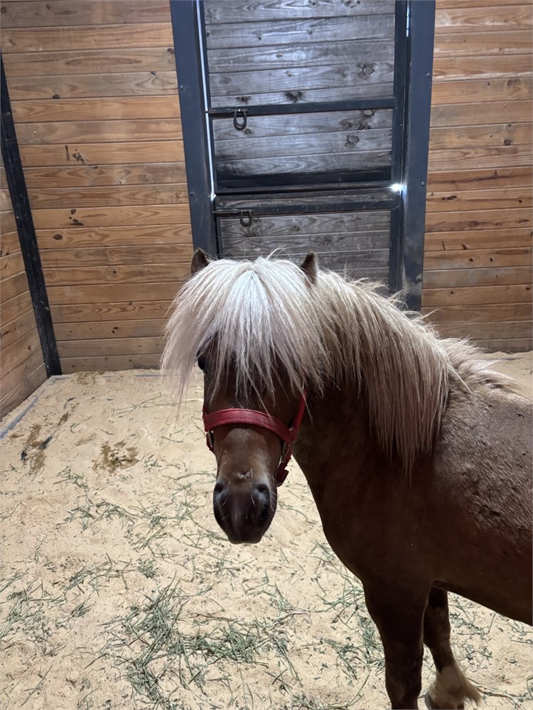 WildLife Buyer, LLC. - Mini Horse Stallion
