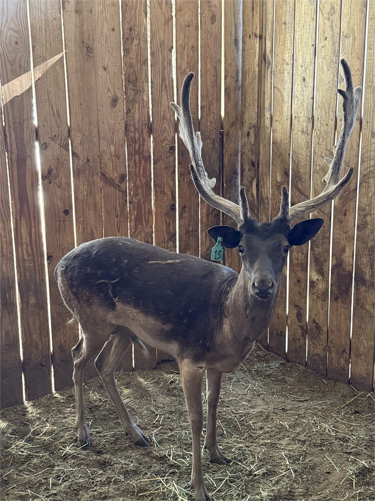 WildLife Buyer, LLC. - 1.0 Fallow Buck (tag15) *Ask about insurance*
