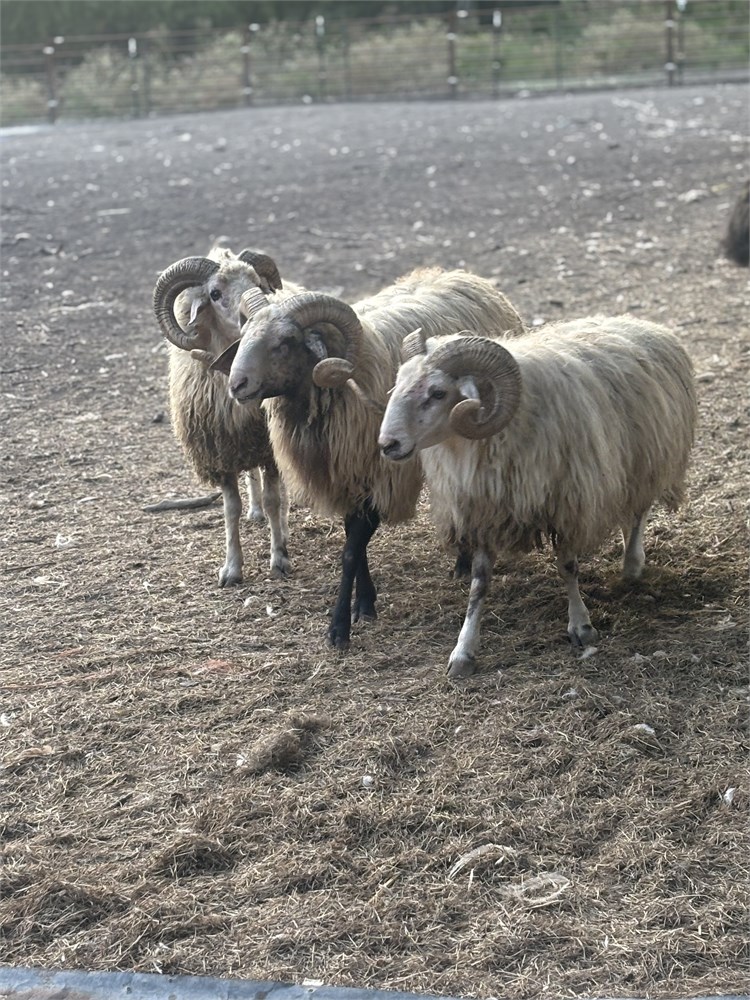 WildLife Buyer, LLC. - Fat tail sheep ram (karakul sheep)