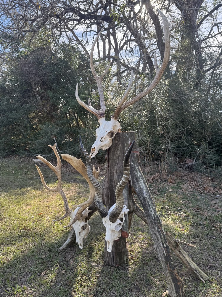 WildLife Buyer, LLC. - Axis/Fallow/BB tree mount