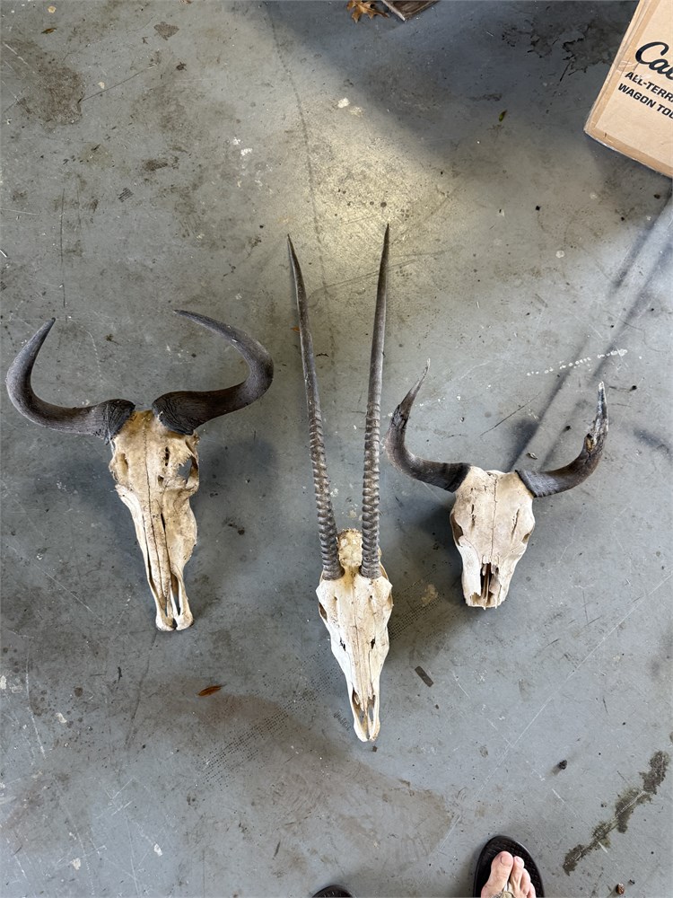 WildLife Buyer, LLC. - Blue wildebeest & scimitar horned oryx skulls