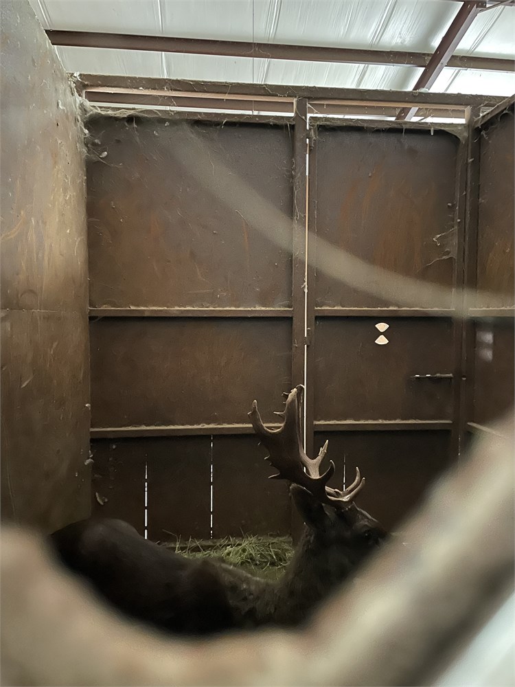 WildLife Buyer, LLC. - Fallow buck
