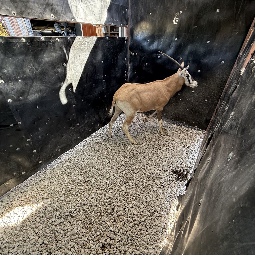 WildLife Buyer, LLC. - 0.1 scimbok heifer