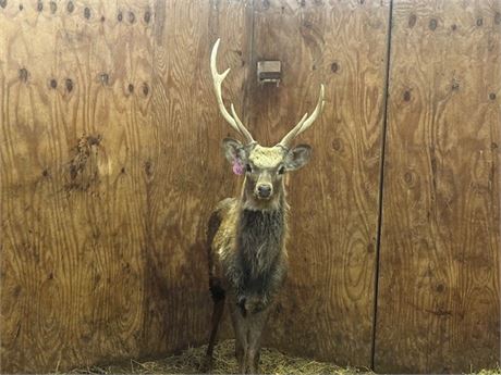 WildLife Buyer, LLC. - Sika Buck
