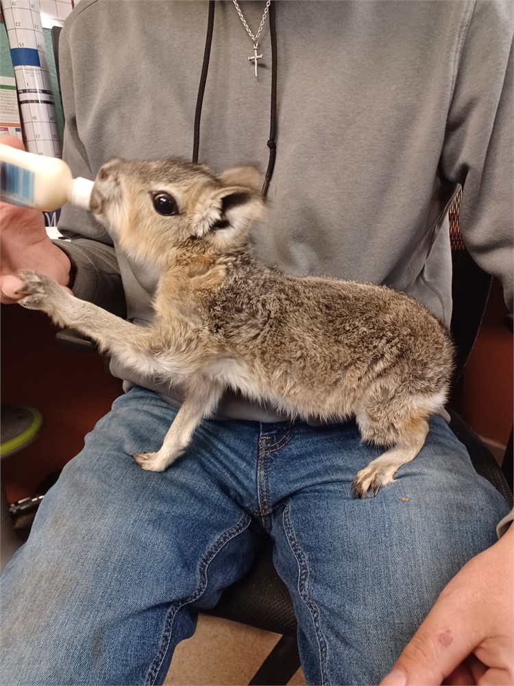 WildLife Buyer, LLC. - 0.1 Patagonia Cavy Bottle Baby