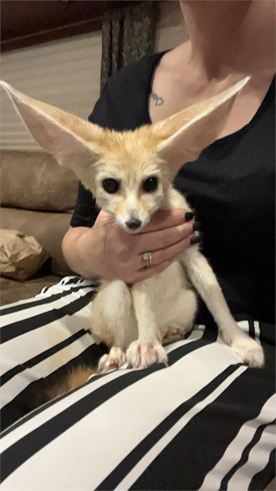 WildLife Buyer, LLC. - 0.1 Fennec Fox