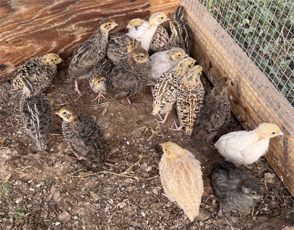 WildLife Buyer, LLC. - 25 Quail
